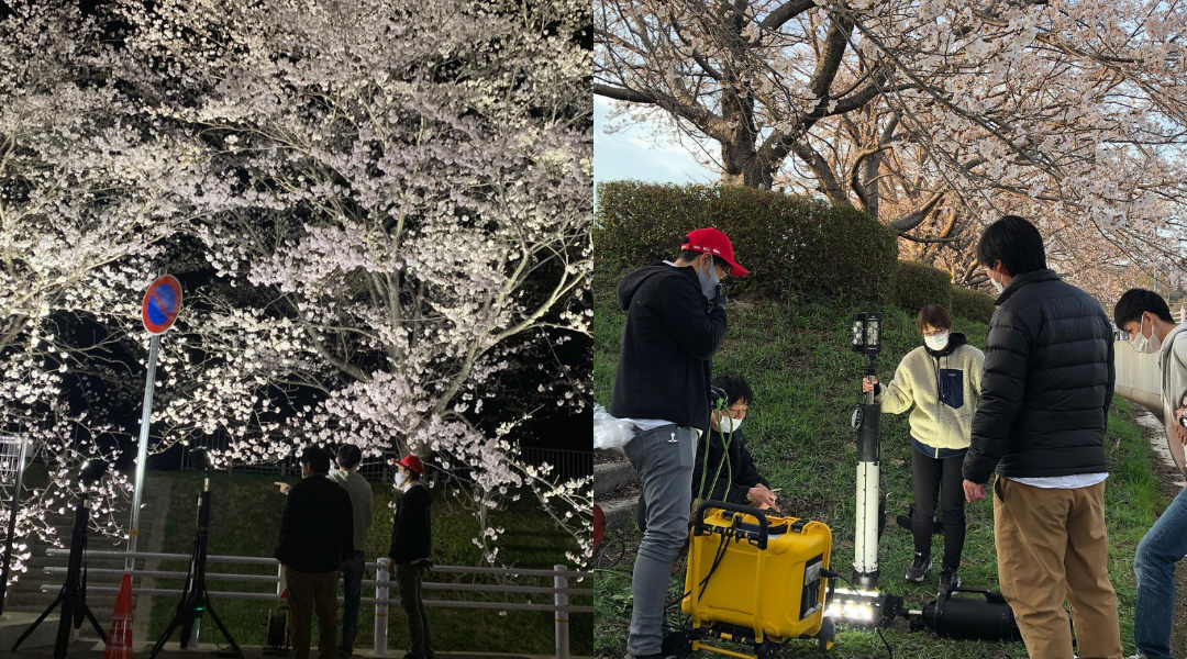 Morita and FoxFury Light Up 2022 Sanda City Sakura Festival | FoxFury
